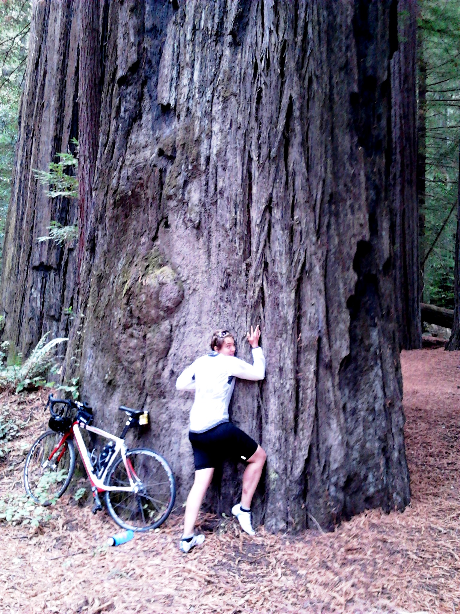 Praying with Trees | Lauren Van Ham